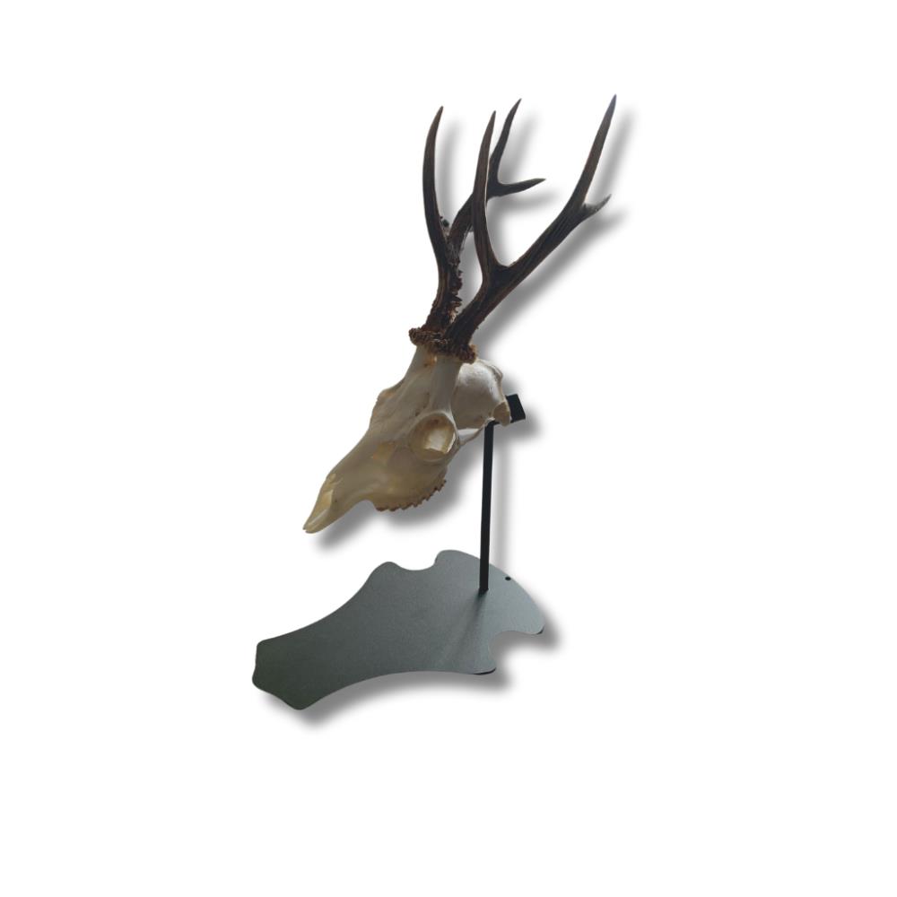 SUPPORT TROPHEE PREMIUM SUR PIED CHEVREUIL - HENON | Ediloisir